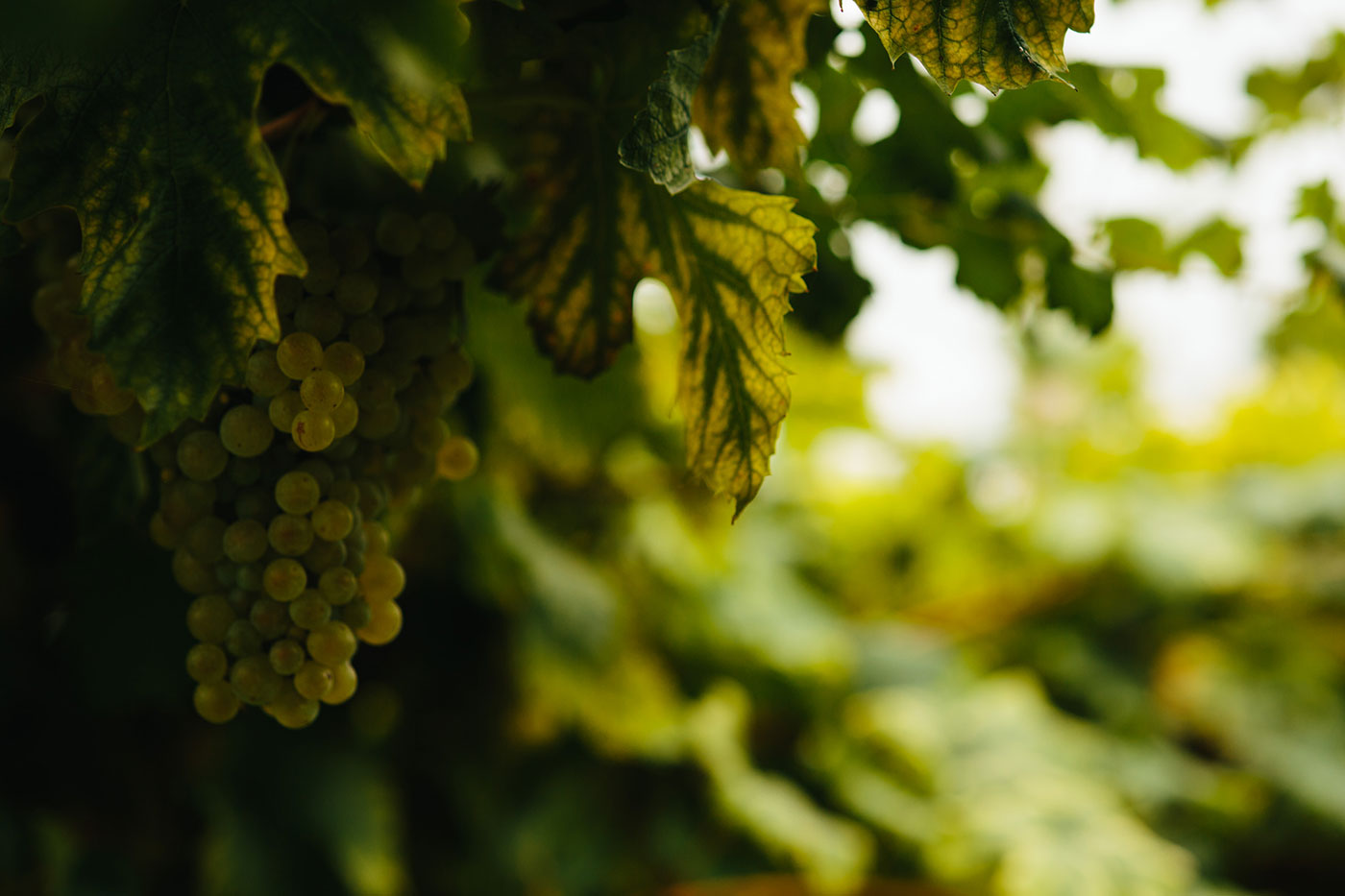 Prosecco Wine - Le Colture