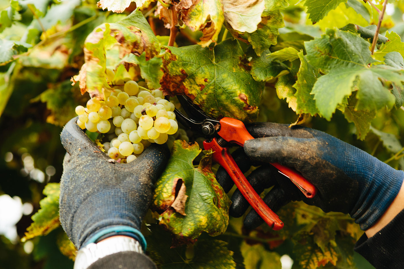 Prosecco Wine - Le Colture