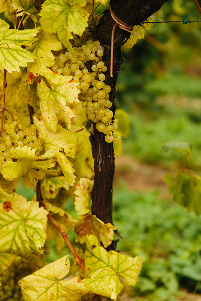 Prosecco Wine - Le Colture