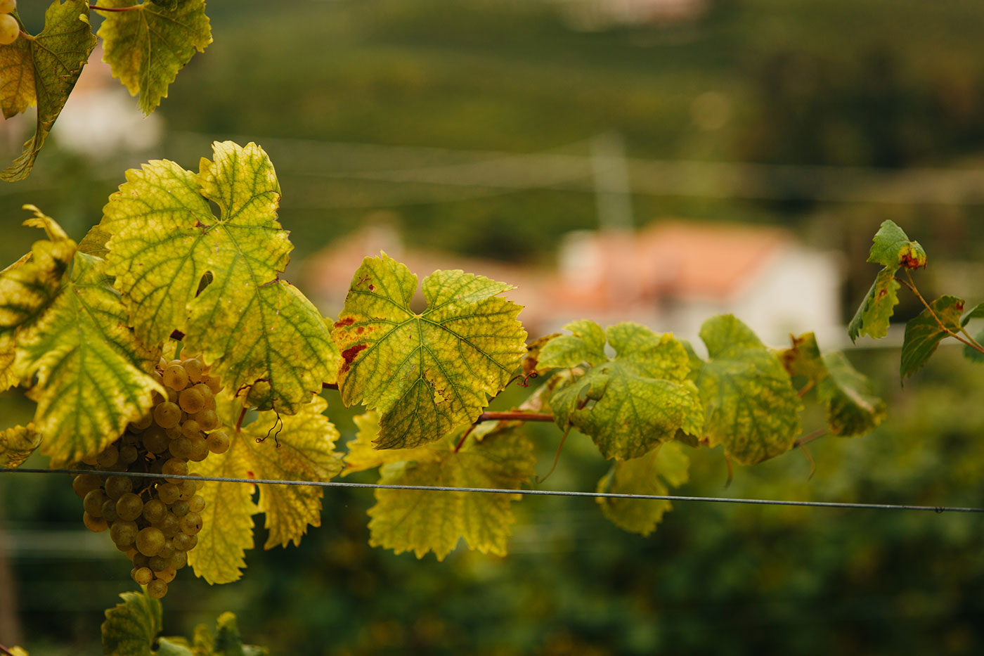 Prosecco Wine - Le Colture