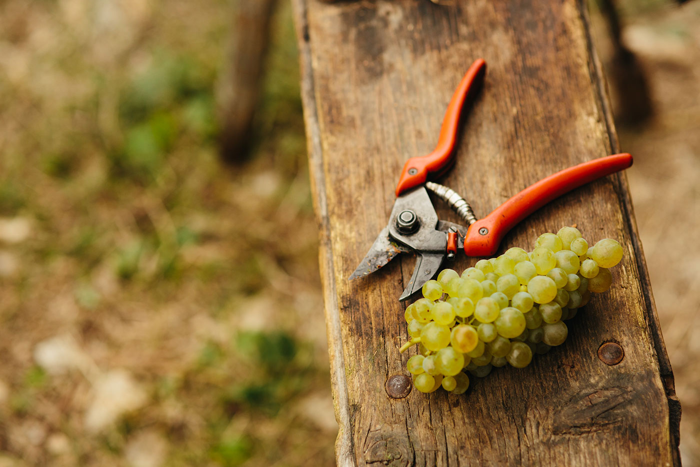 Prosecco Wine - Le Colture