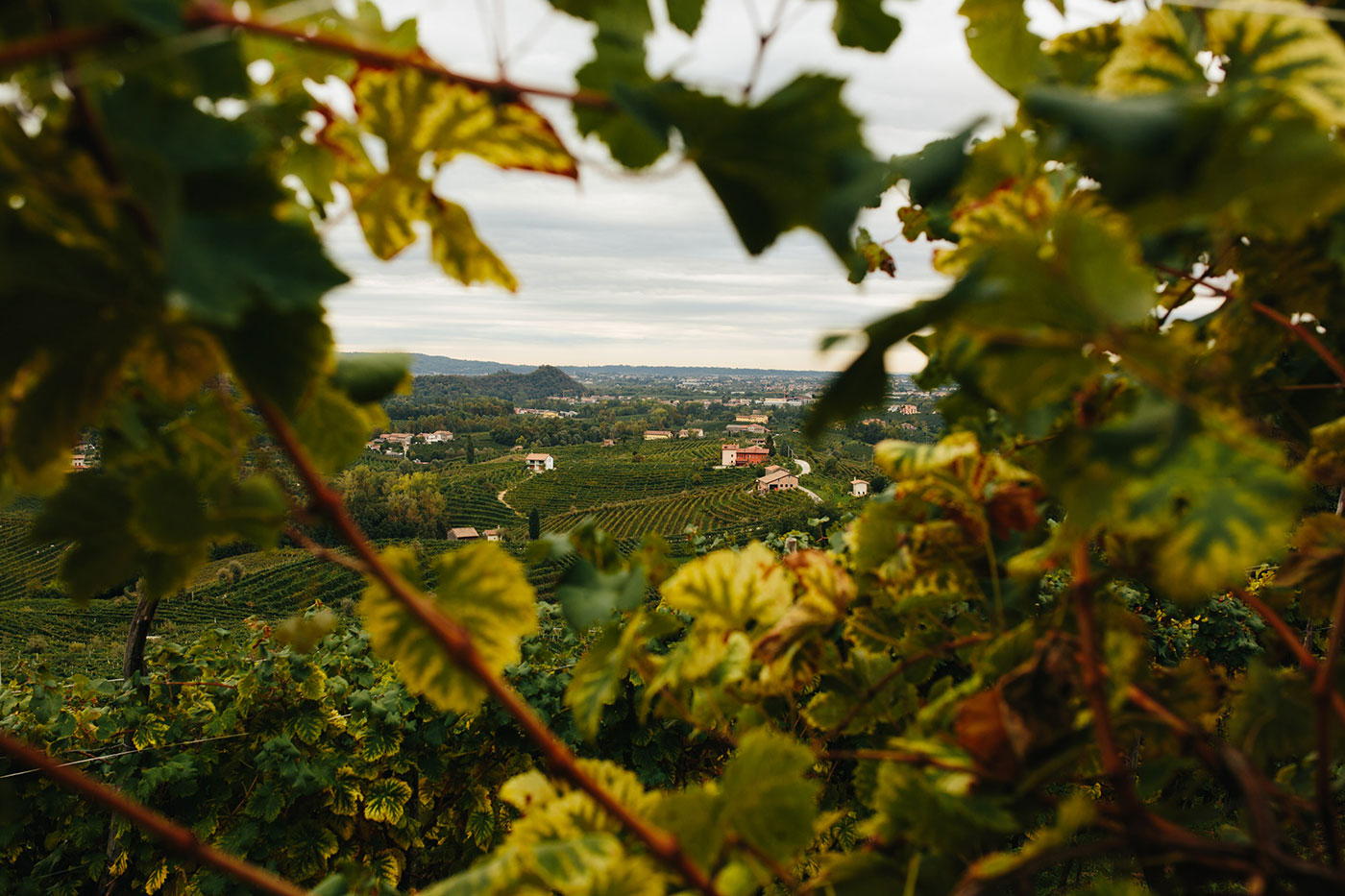 Prosecco Wine - Le Colture