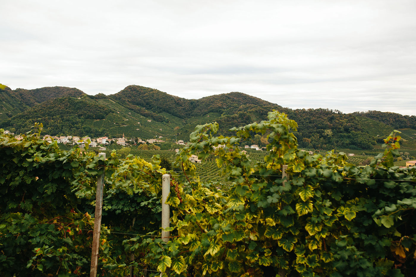 Prosecco Wine - Le Colture
