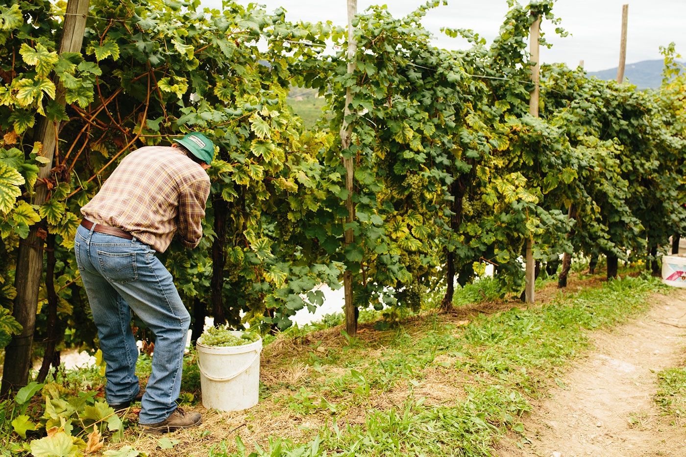 Prosecco Wine - Le Colture
