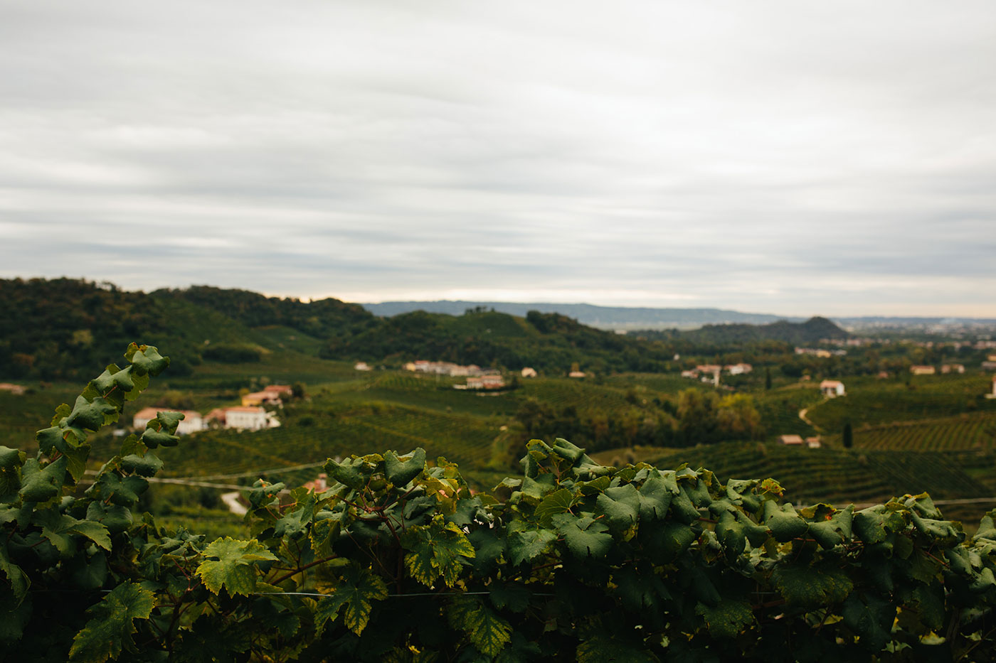 Prosecco Wine - Le Colture