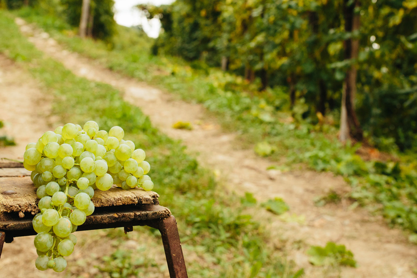 Prosecco Wine - Le Colture