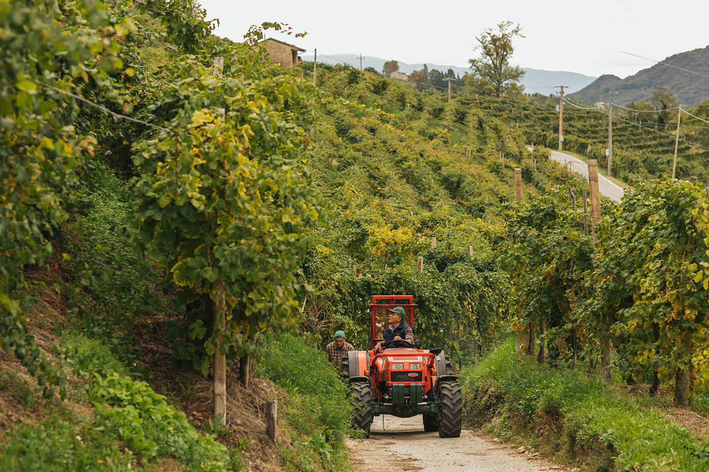 Prosecco Wine - Le Colture