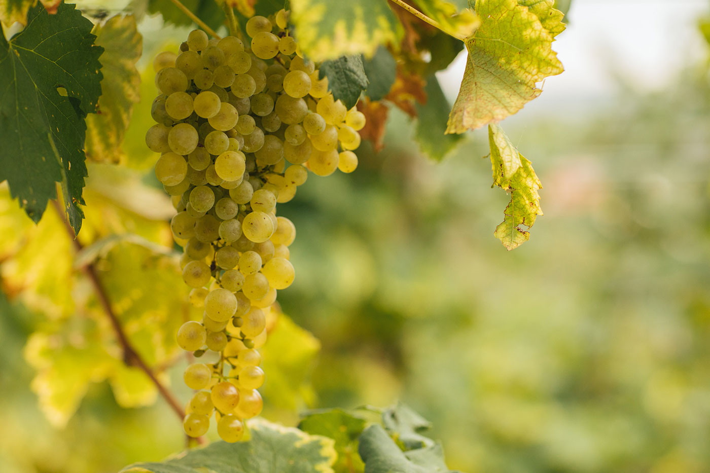 Prosecco Wine - Le Colture