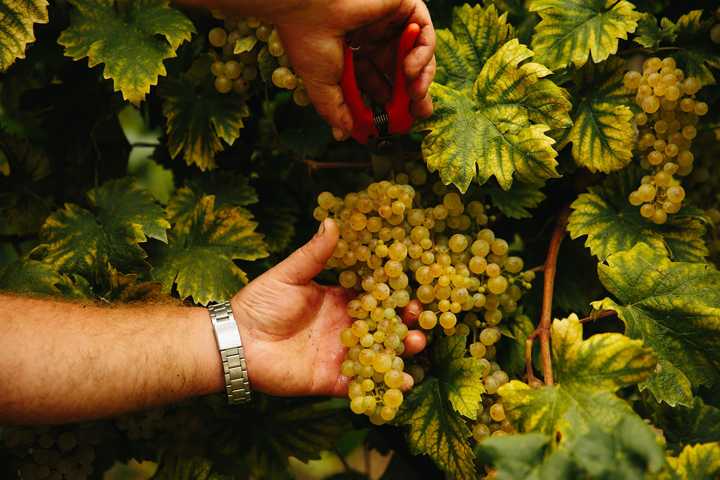 Prosecco Wine - Le Colture